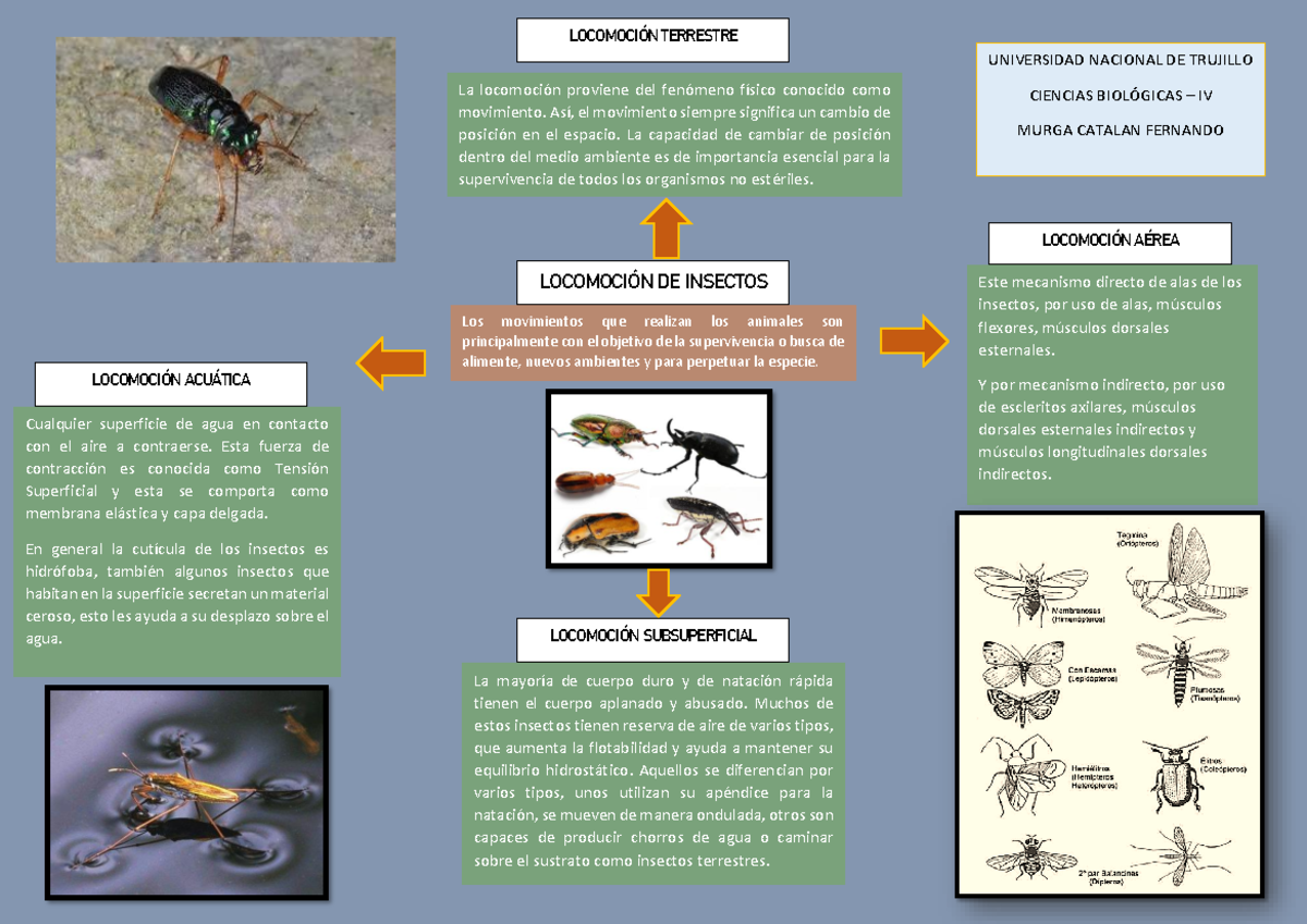 Infografia de locomocion-Practica Nº5 - LOCOMOCIÓN TERRESTRE LOCOMOCIÓN ...