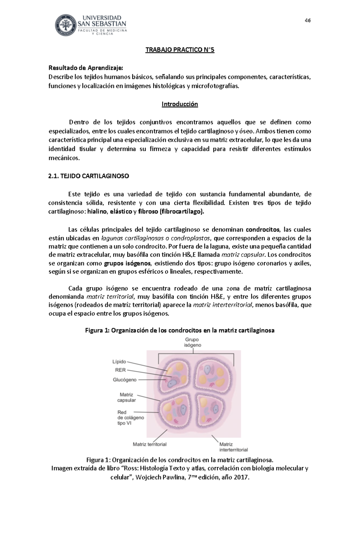 Guias Lab De Histo Warning Tt Undefined Function 32 Warning Tt Undefined Function 32