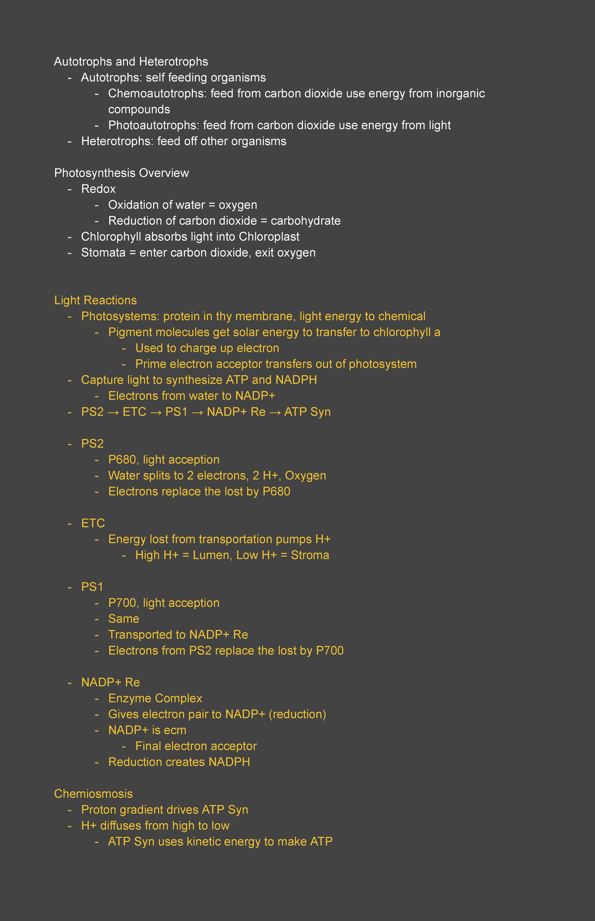 Photosynthesis - Autotrophs and Heterotrophs - Autotrophs: self feeding ...