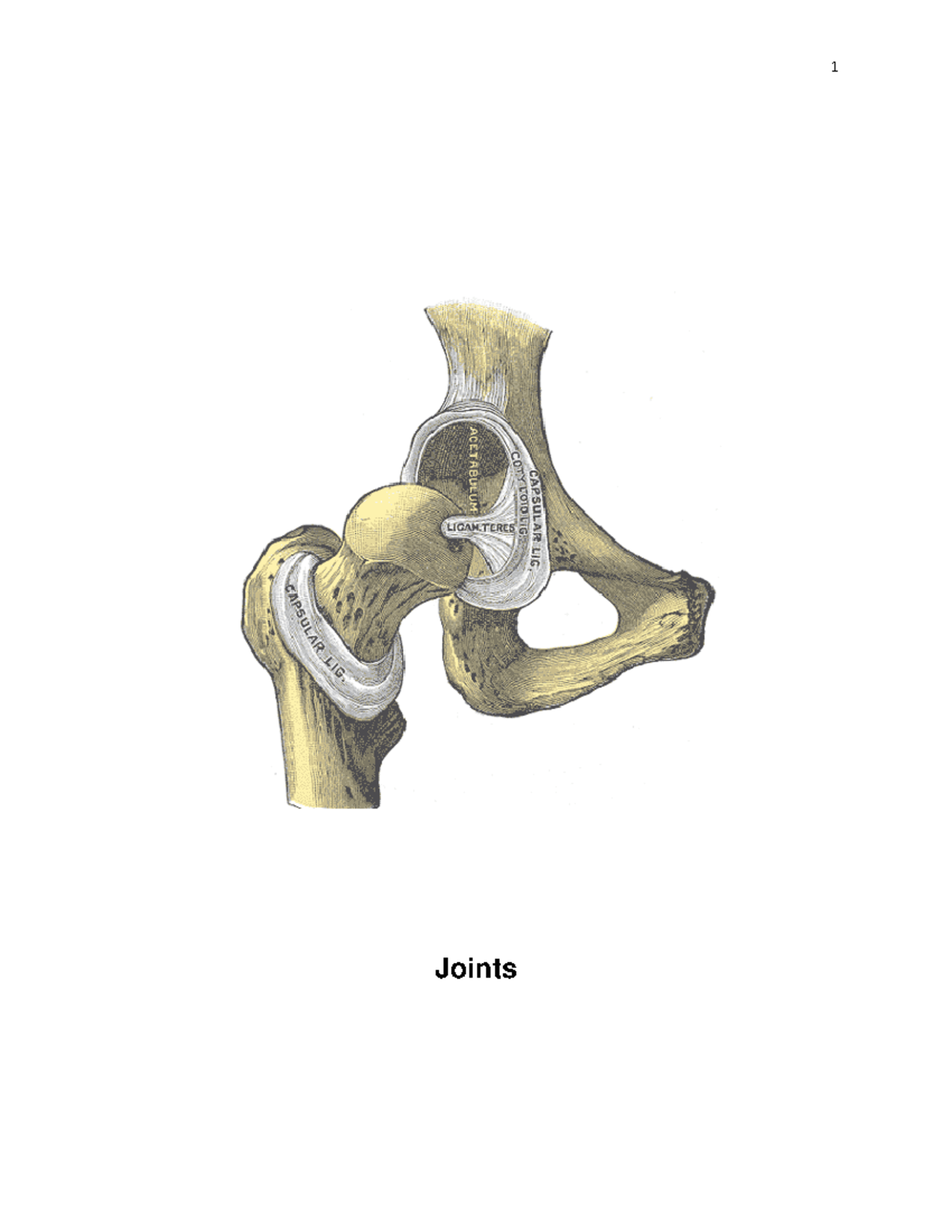 Joints Overview - Joints Introduction: Joints allow the articulation of ...
