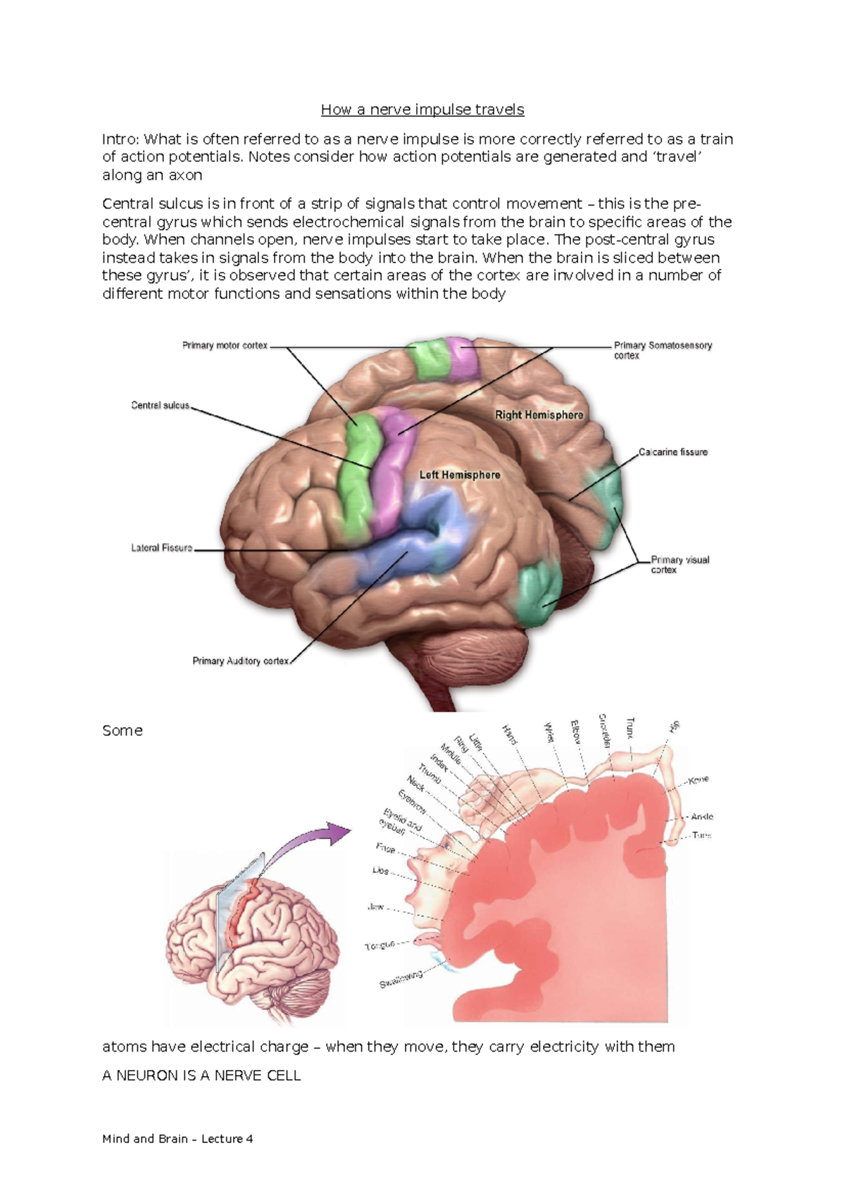Lecture 4 - How a nerve impulse travels - How a nerve impulse travels ...