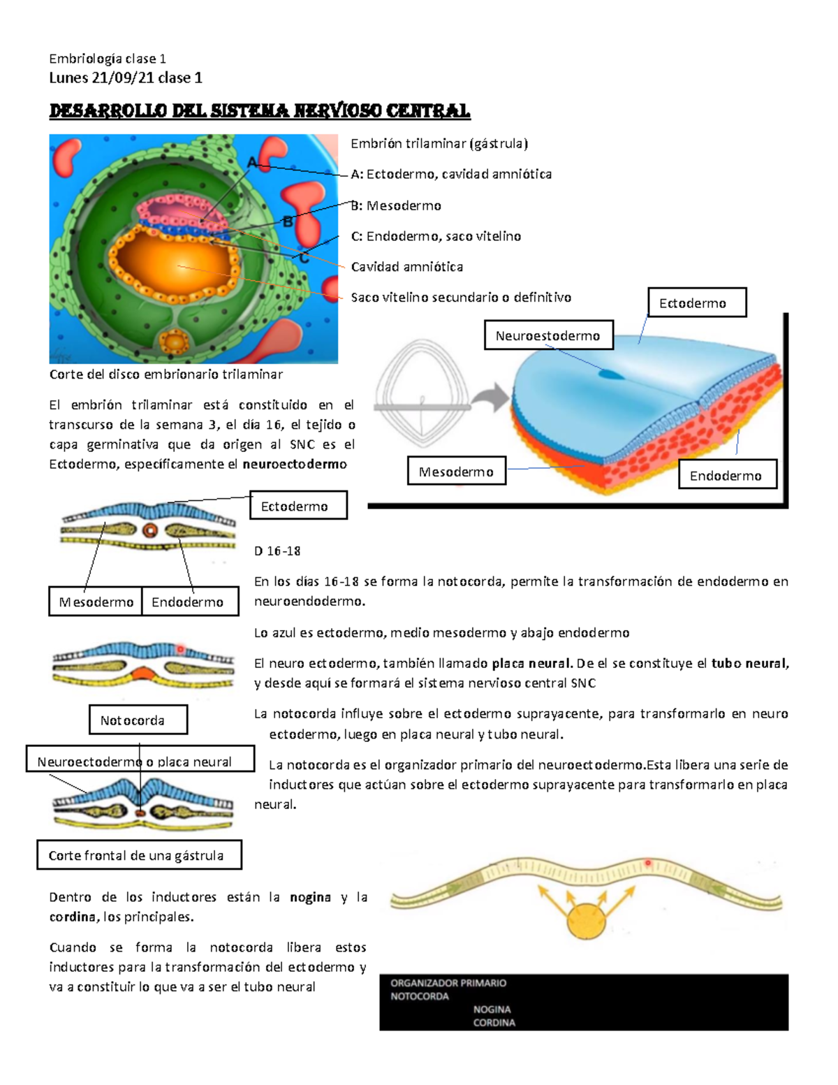 Desarrollo sistema nervioso central embriología - Fisiología Médica ...