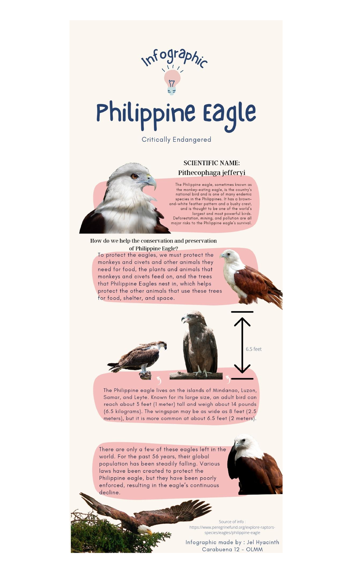 Infographic-bio - This infographic can help you in your school proj ...