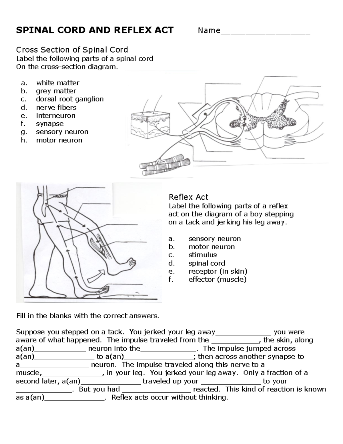 Spinal Cord Reflex Act Worksheet 1(PDF) - SPINAL CORD AND REFLEX ACT ...