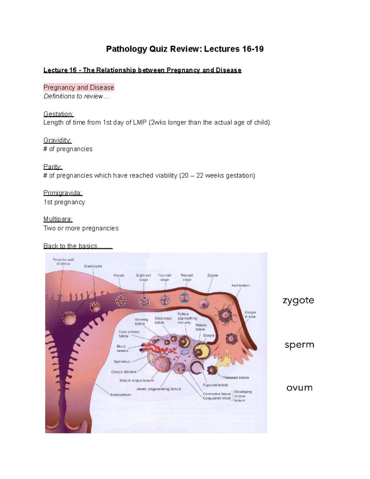 Pathology Lectures 16-19 - Google Docs - Pathology Quiz Review ...
