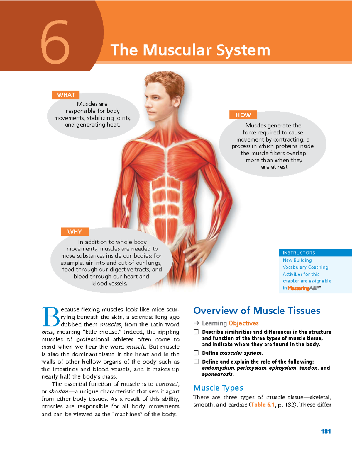 Essentials of Anatomy and Physiology-210-253 - 181 Overview of Muscle ...