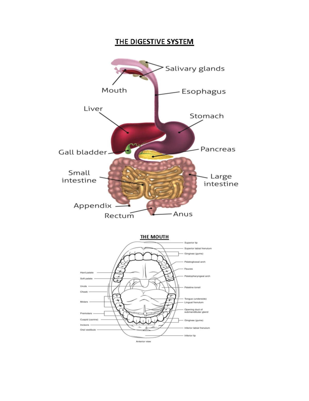 Diagram of digestive system - Anatomy and physiology - THE DIGESTIVE ...