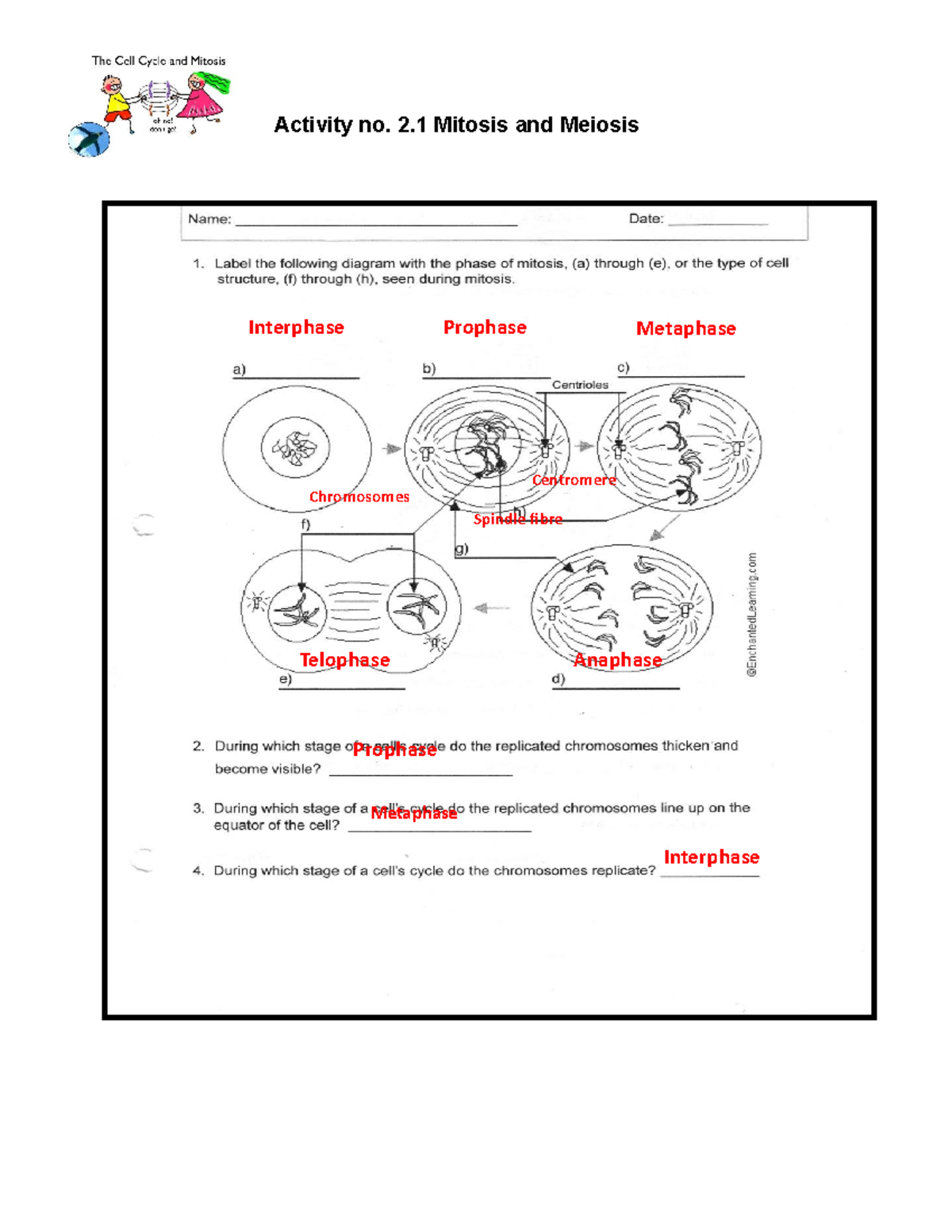 Mitosis meiosis - BS Biology - Activity no. 2 Mitosis and Meiosis ...