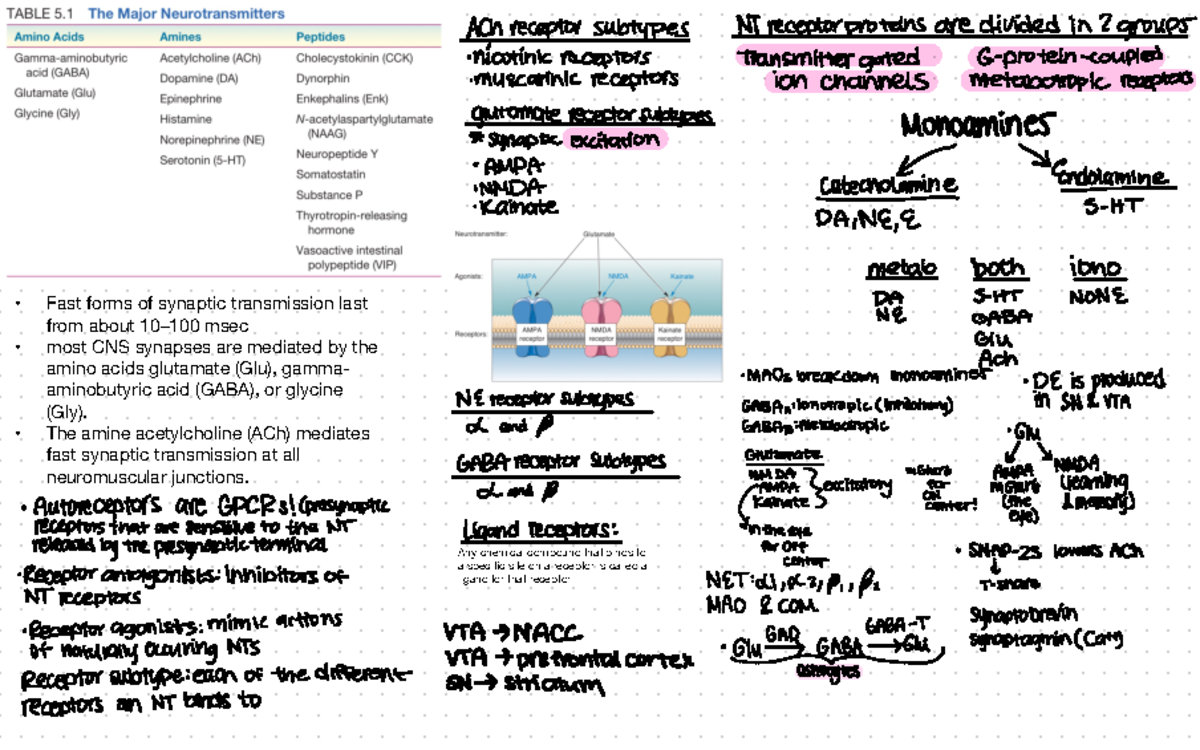 Chapter 6 notes - Fast forms of synaptic transmission last from about ...