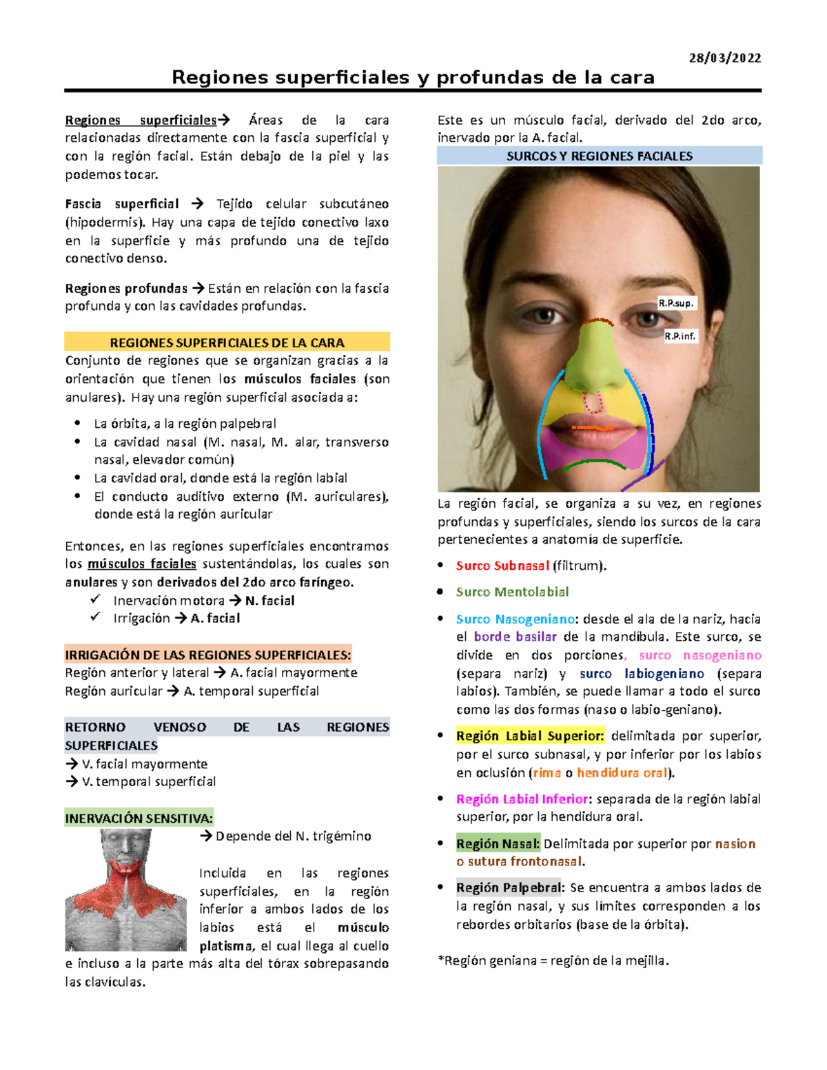 28-03 - Regiones superficiales y profundas de la cara - 28/03/ Regiones ...