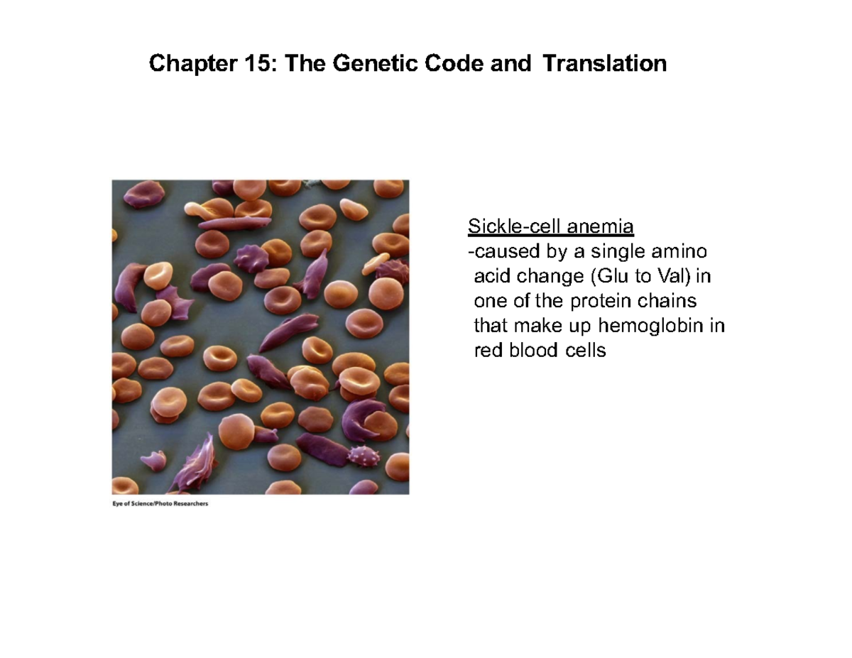 MBG2040 F23-Genetic Code+Translation - Chapter 15: The Genetic Code and ...