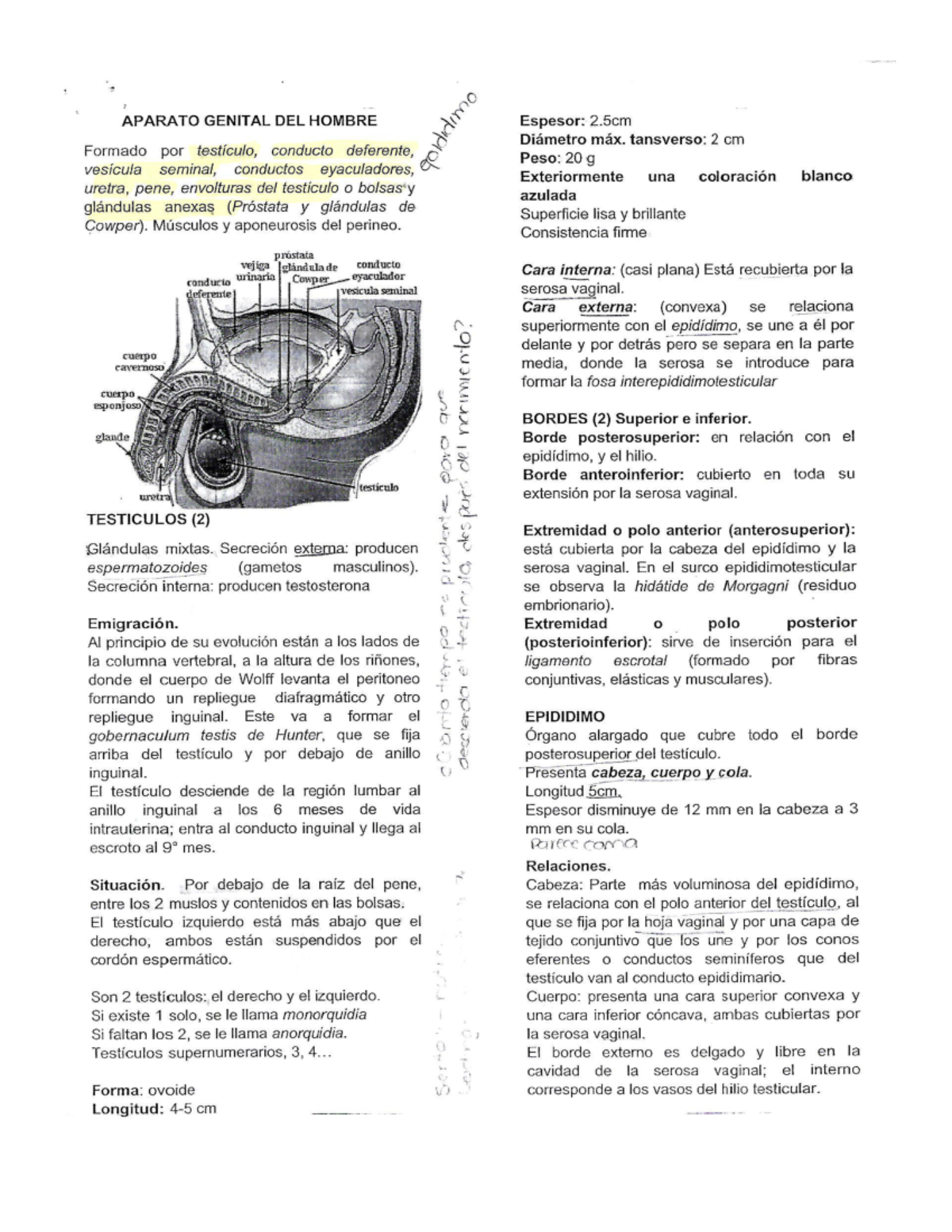 Aparato Genital Masculino - Anatomía General I - Warning: TT: undefined function: 22 - Studocu
