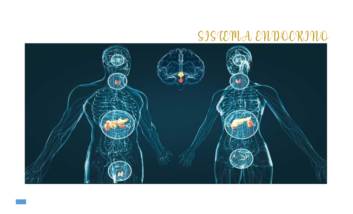 Hormonas - EL SISTEMA ENDOCRINO PRODUCE VARIAS SECRECIONES DENOMINADAS ...