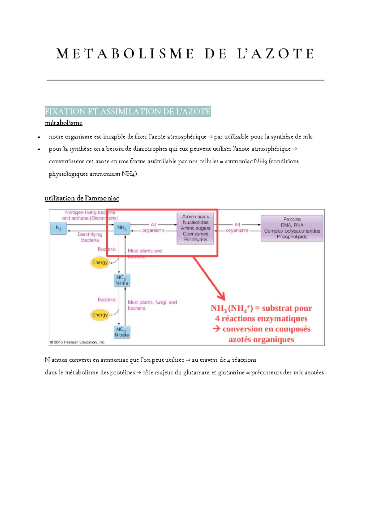 Métabolisme de l'azote - M E T A B O L I S M E D E L’ A Z O T E ...