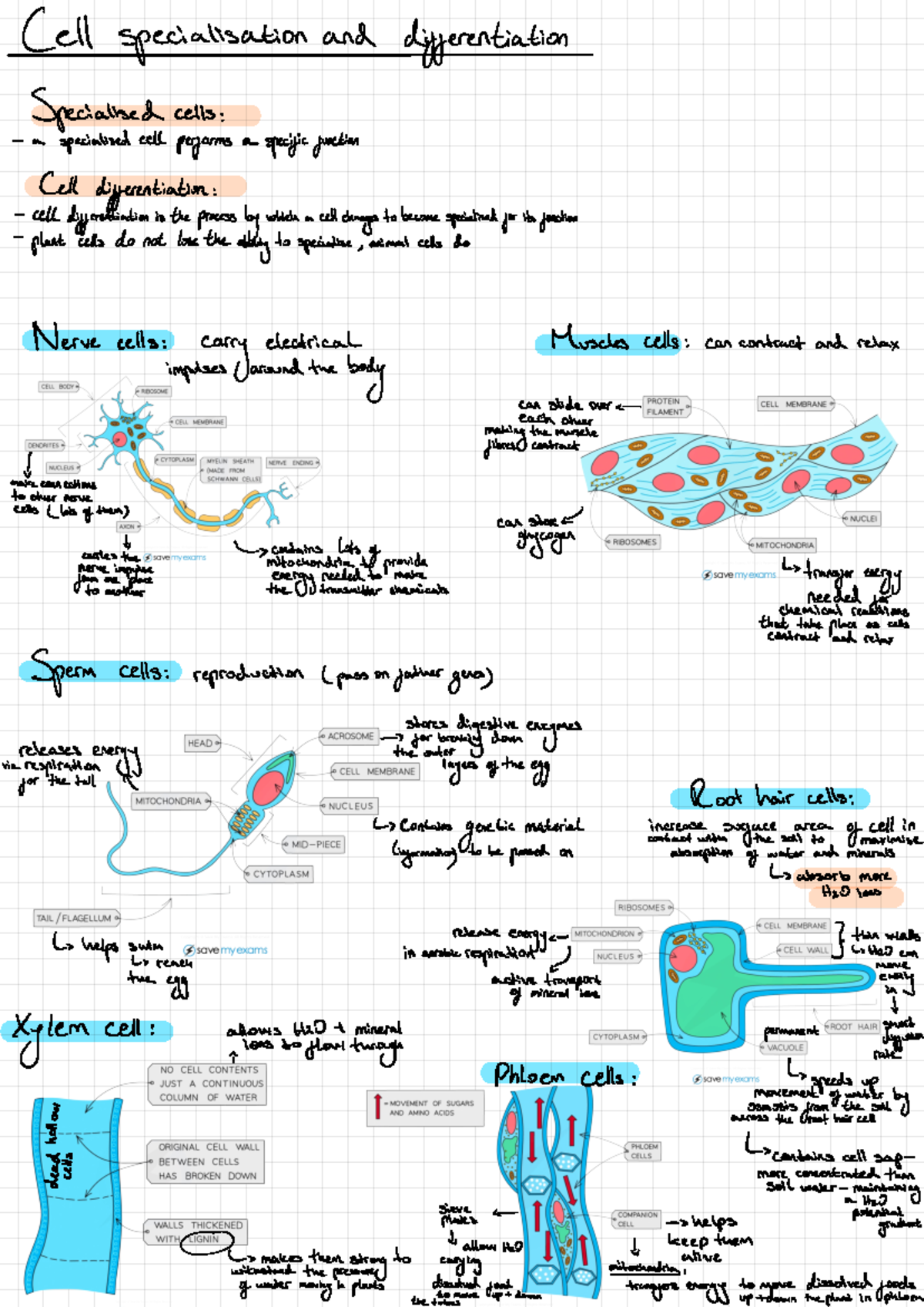 Bio Paper 1 - Bio notes - Cell specialisation and differentiation ...