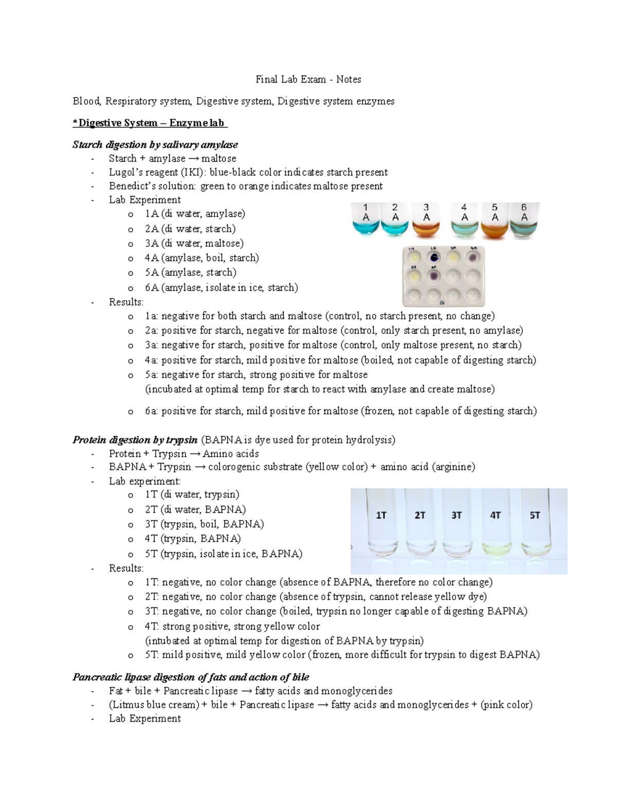 Hsfii Lab Final - Final Lab Exam - Notes Blood, Respiratory system ...