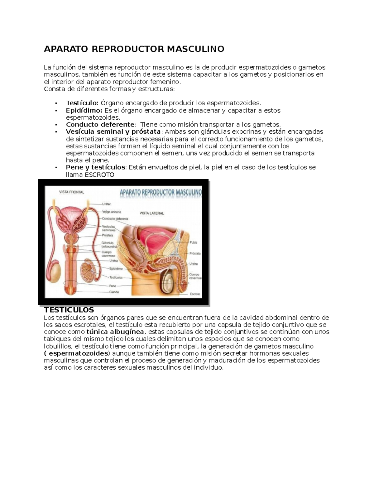 Aparato Reproductor Masculin 1 - APARATO REPRODUCTOR MASCULINO La ...