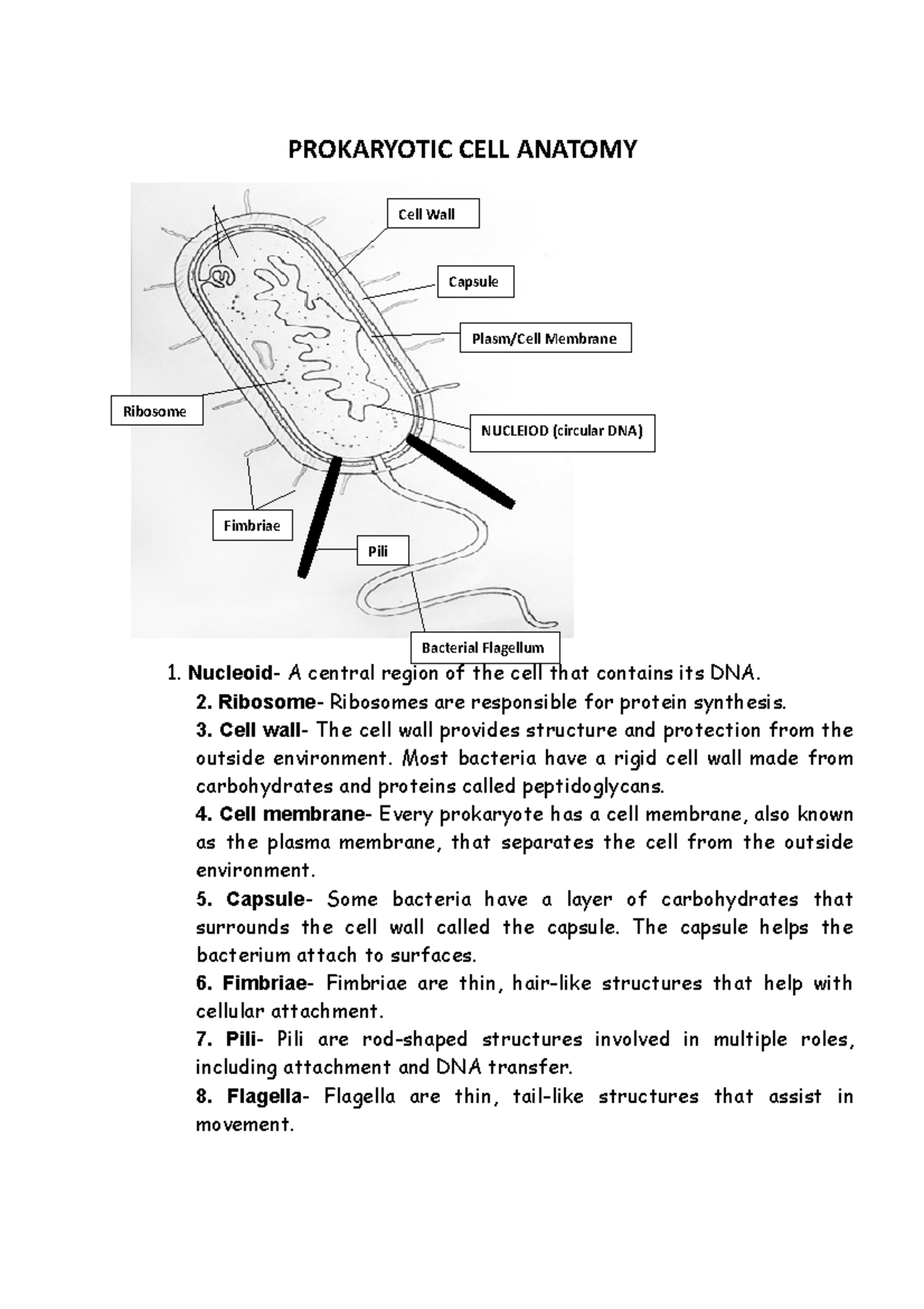 Prokaryotic Cell Anatomy Drawing with labeled - PROKARYOTIC CELL ...