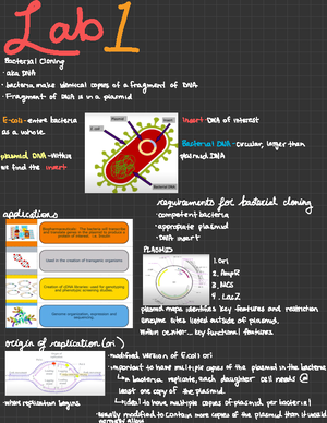 pGLO Transformation Lab Report - pGLO Transformation Exercise Due ...