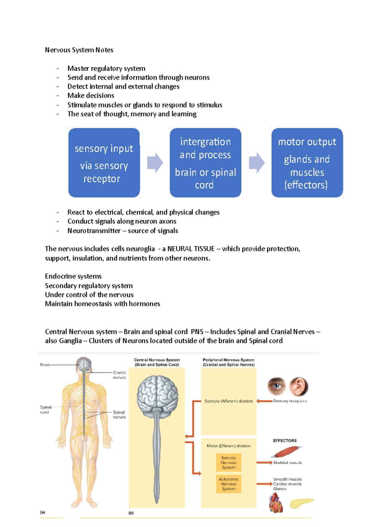 Nervous System Notes - Nervous System Notes Master regulatory system ...