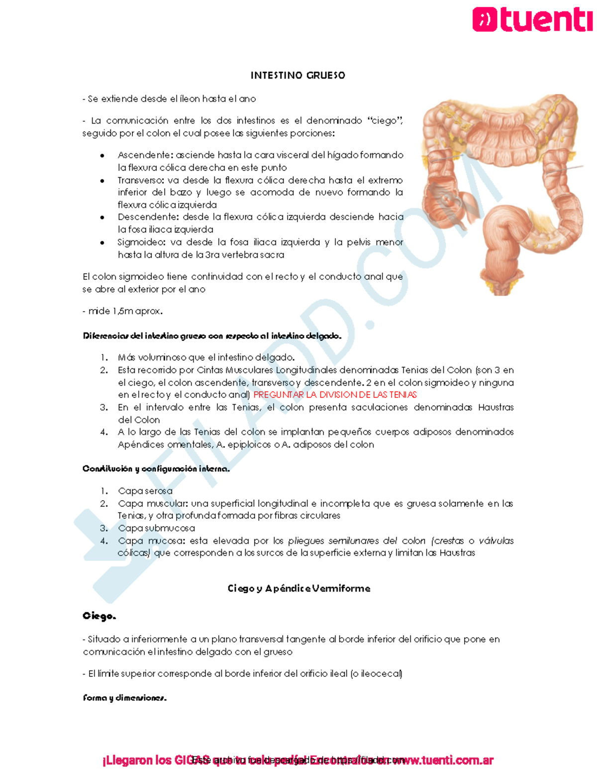 Resumen Intestino Grueso I - INTESTINO GRUESO Se extiende desde el ...