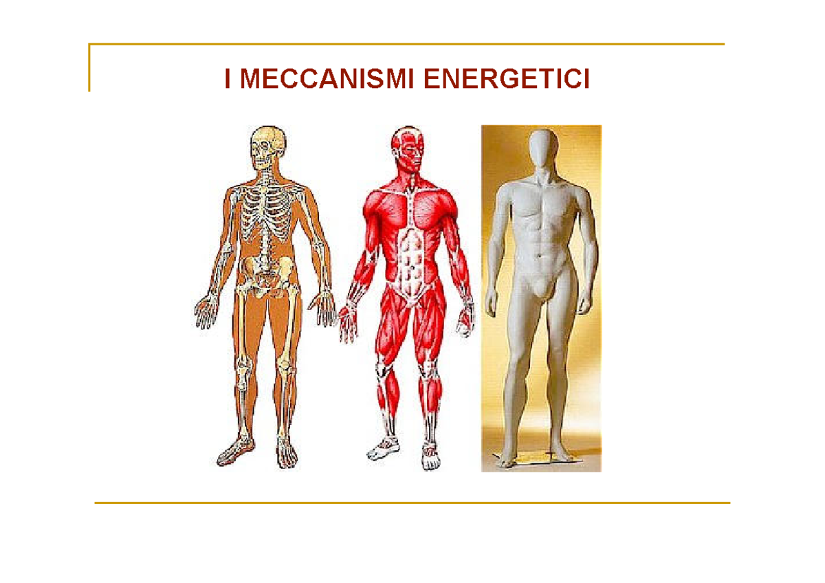 Sistemi Energetici - Appunti non dettagliati - I MECCANISMI ENERGETICI ...