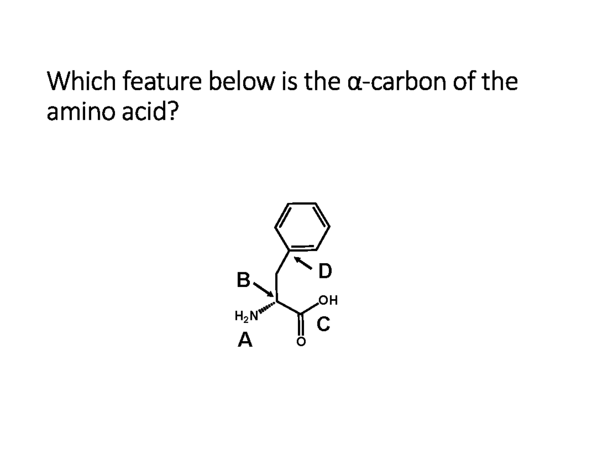 Module 3 Slides - Amino Acids - Which feature below is the α-carbon of ...