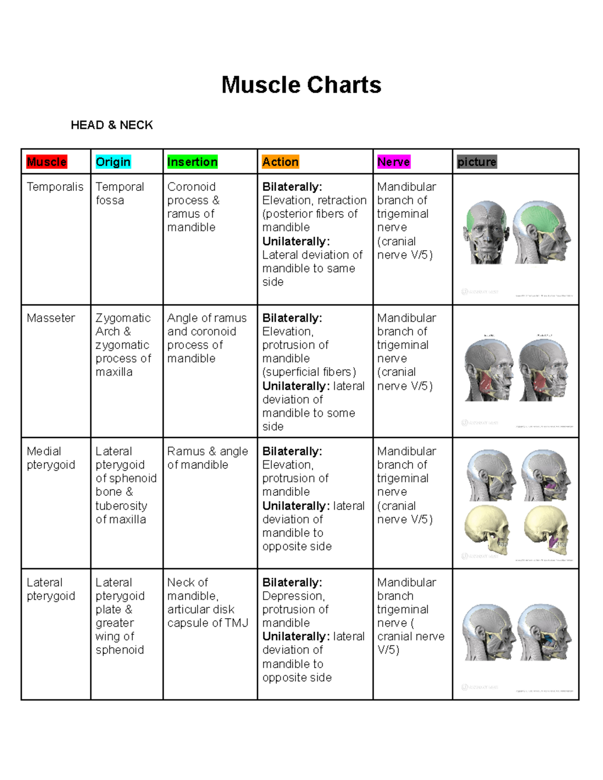 Muscle chart - Muscle Charts HEAD & NECK Muscle Origin Insertion Action ...