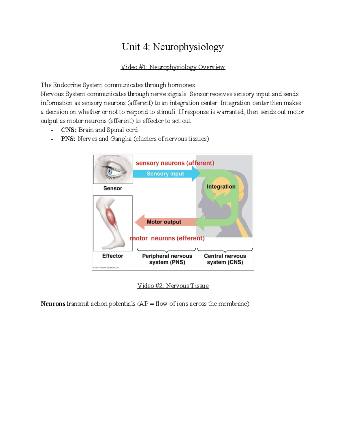 Unit 4 Neurophysiology - BIOL 216 - Development and Physiology - StuDocu