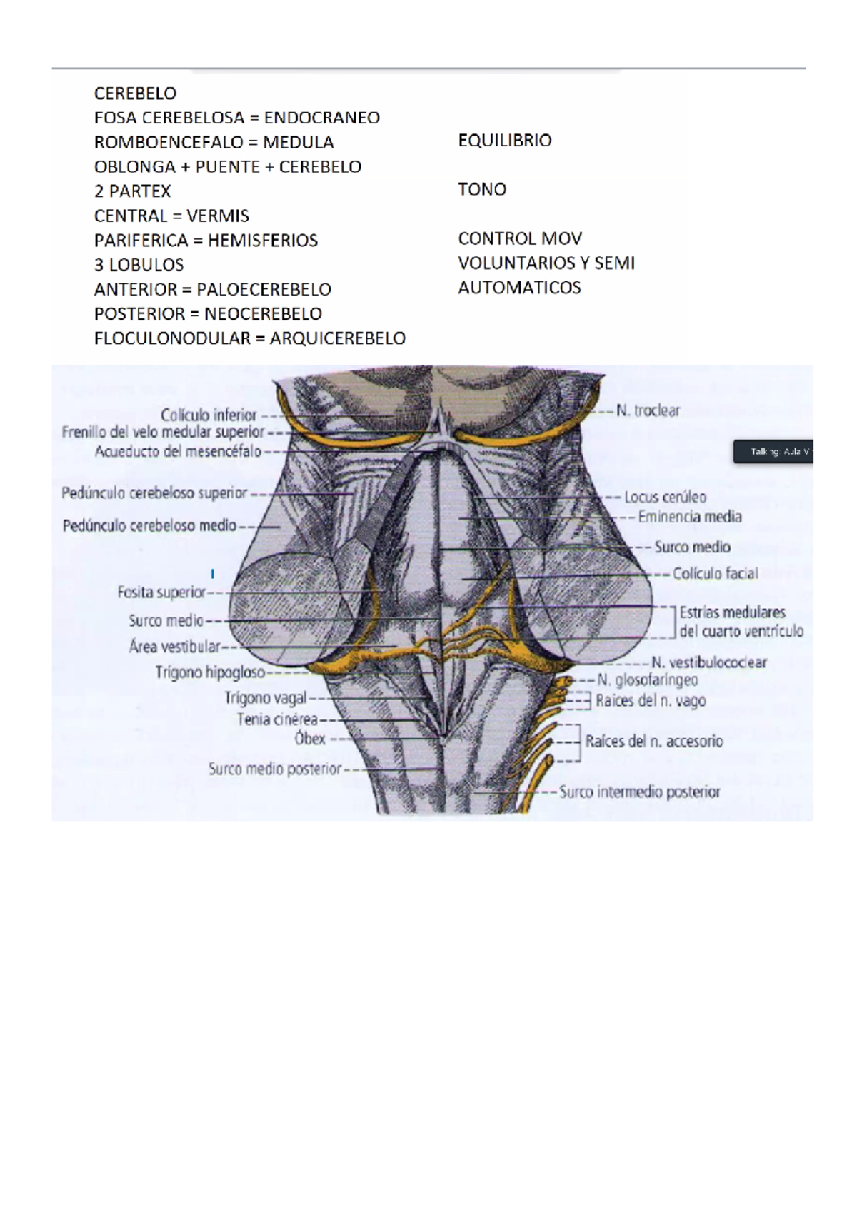 Cerebelo y Encefalo Areas de Brodman y Seno Cavernoso (triangulo de la ...