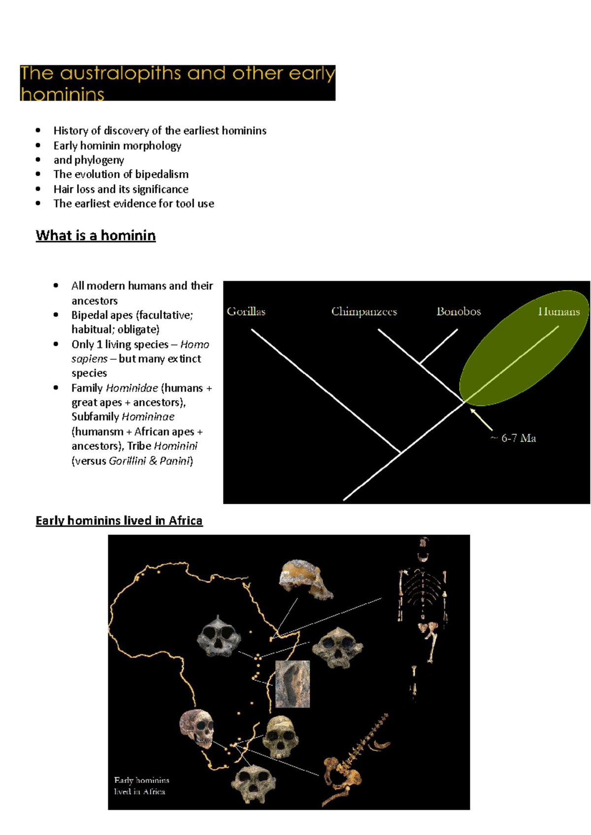Early Hominins - Enjoy - History of discovery of the earliest hominins ...