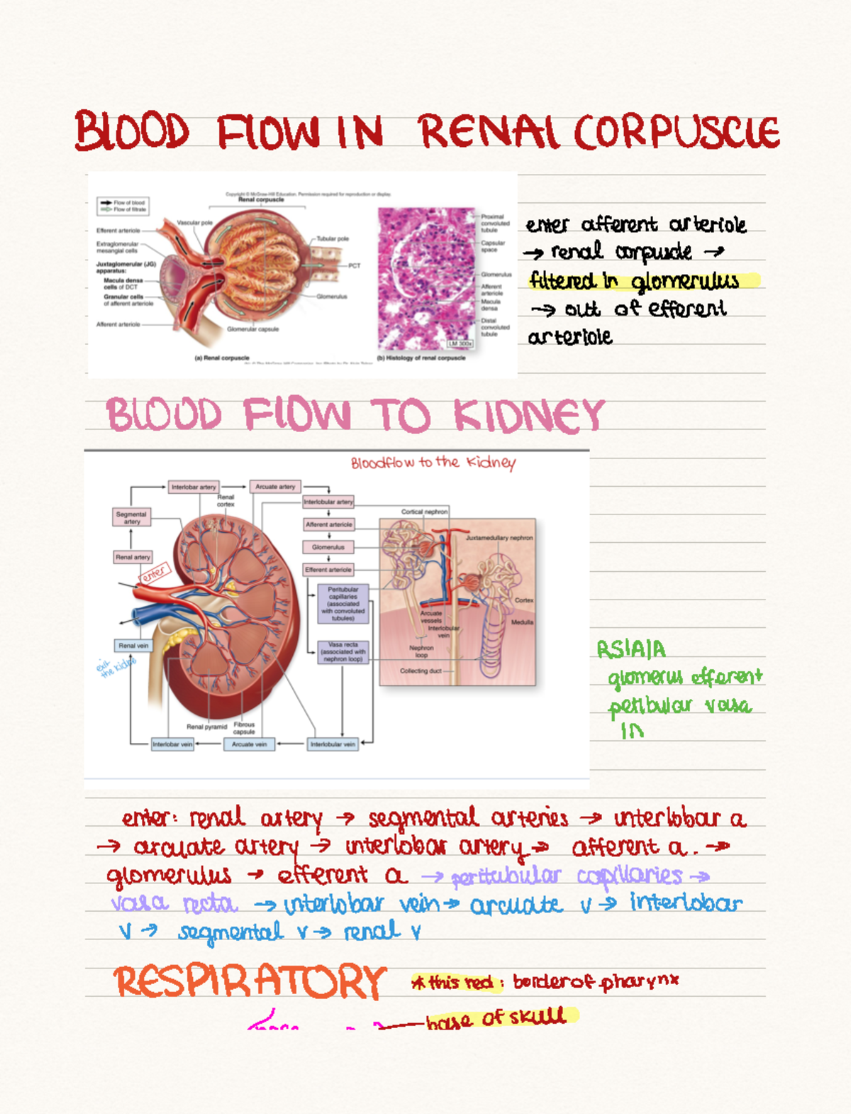 Anat extra flow+pathway - 2300 - Studocu