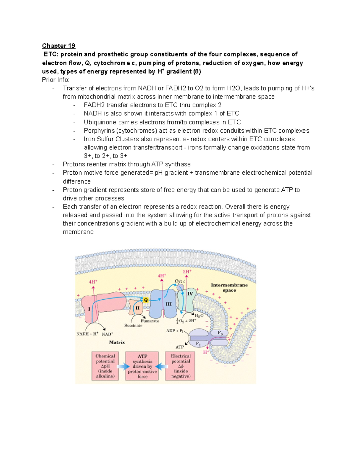 Chapter 19 Summary - Chapter 19 ETC: protein and prosthetic group ...