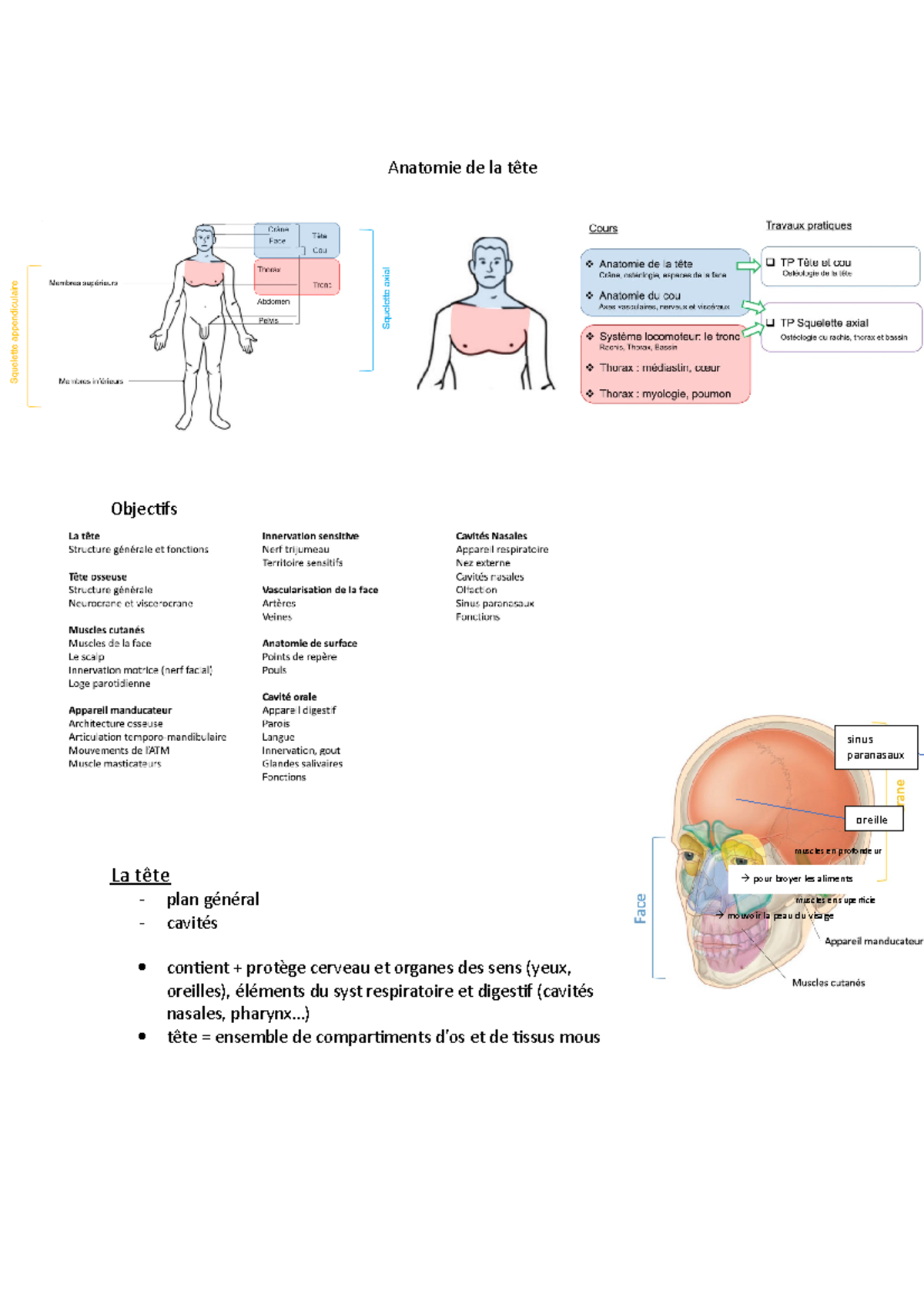 Anatomie de la tête - Cours de Lamy - Anatomie de la tête Objectifs La ...