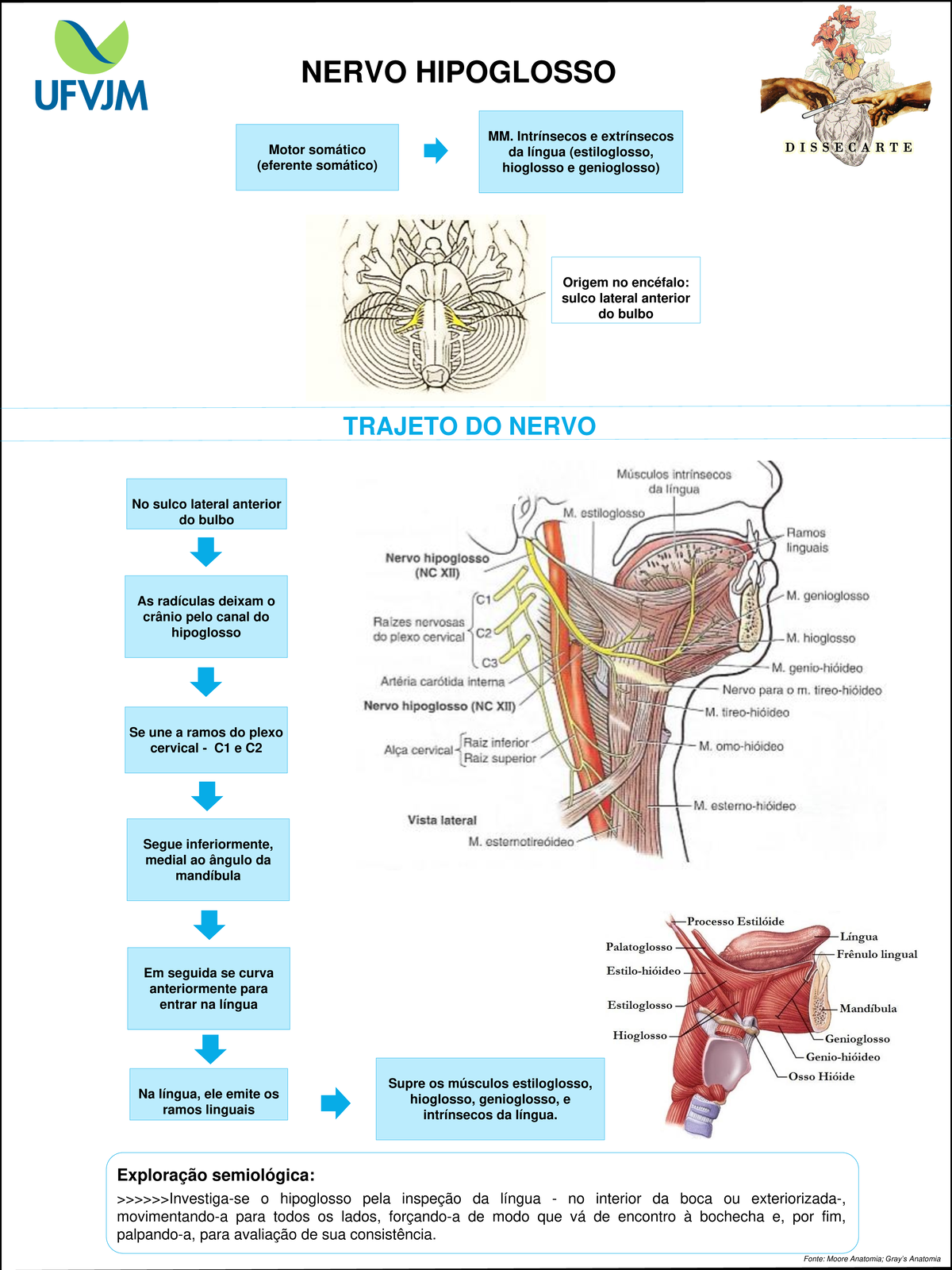 Nervo-Hipoglosso - Resumo Anatomia - NERVO HIPOGLOSSO Motor somático ...