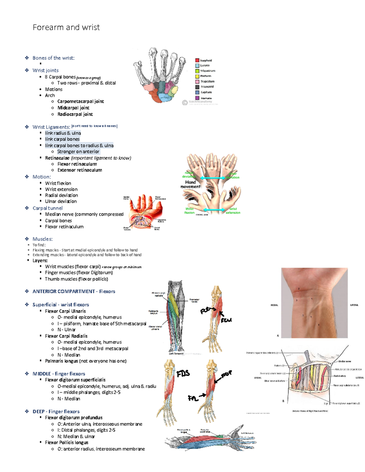 Wrist - Summary and diagrams - Warning: TT: undefined function: 32 ŽŶĞƐ ...