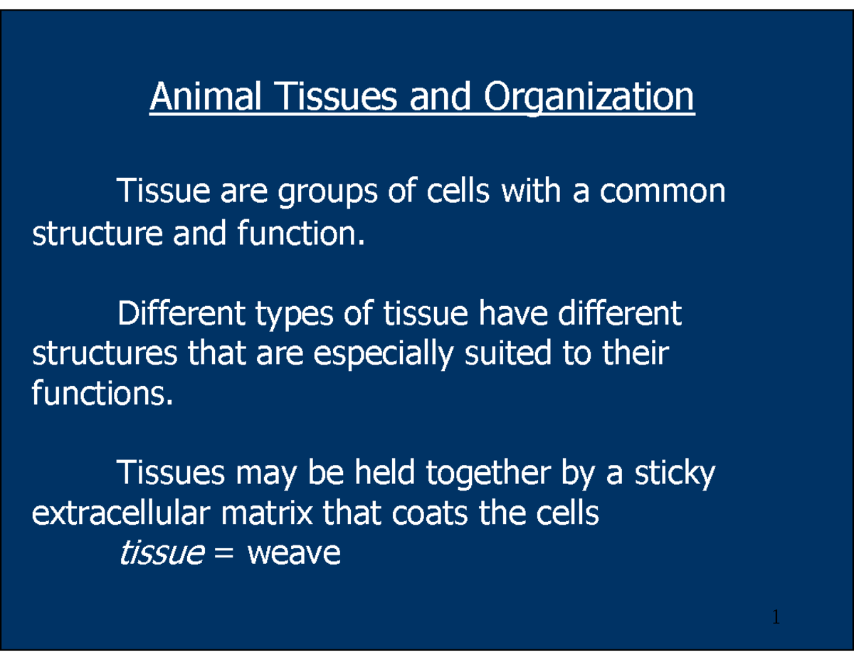 biology animal XI-Tissue - Animal Tissues and Organization Tissue are ...