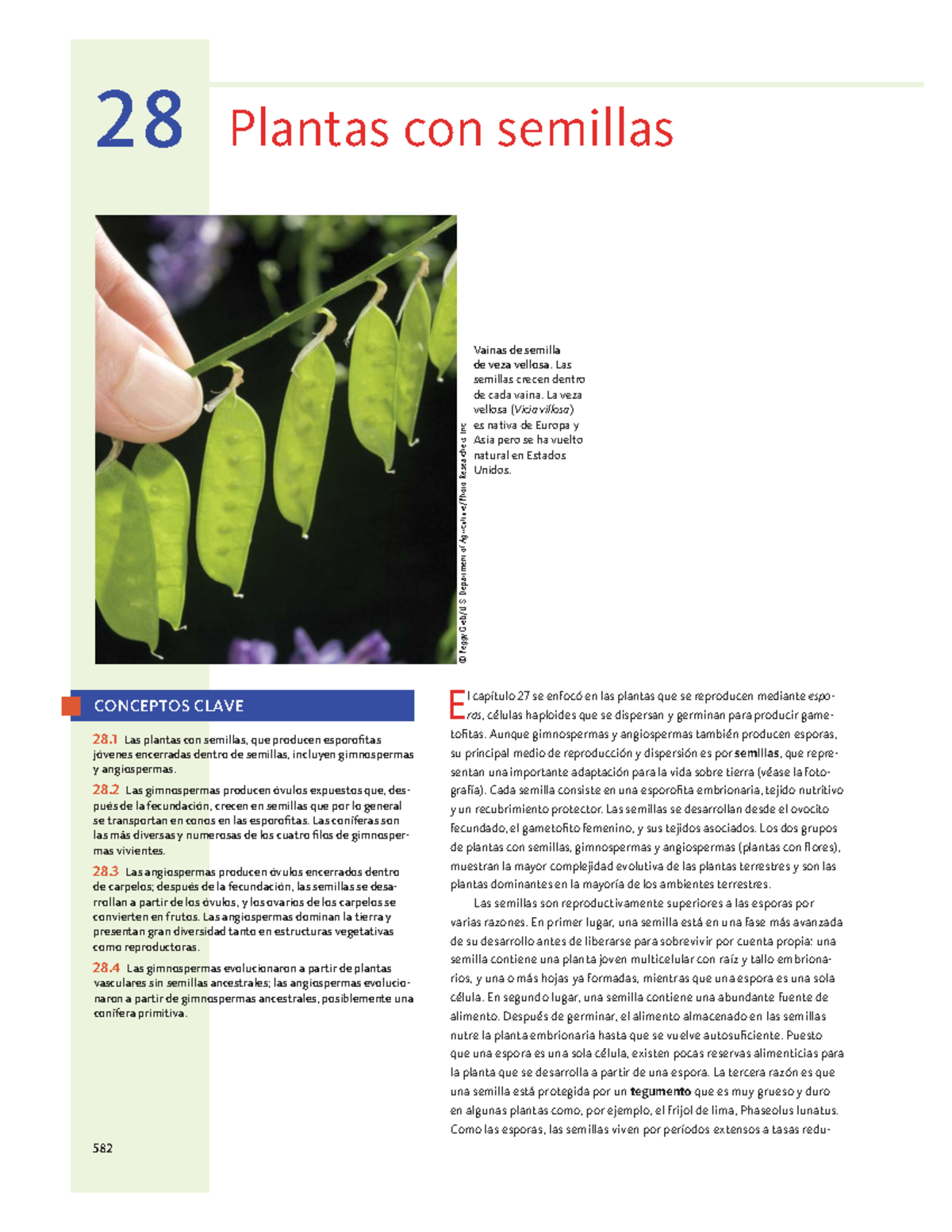 Capítulo 28 Plantas con semillas 4e85b9c5e416eea64da7ae356b58592 b ...