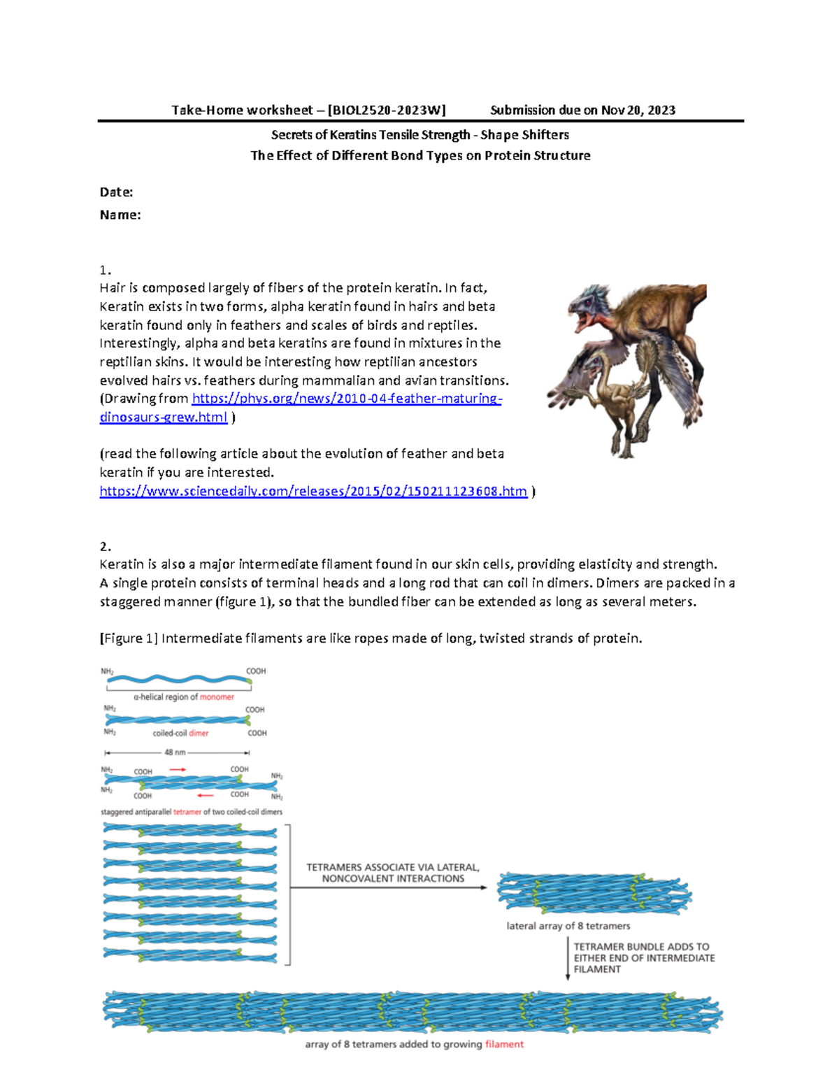 Keratin Activity Sheet 2023 2 - Take-Home worksheet – [BIOL2520- 2023 W ...