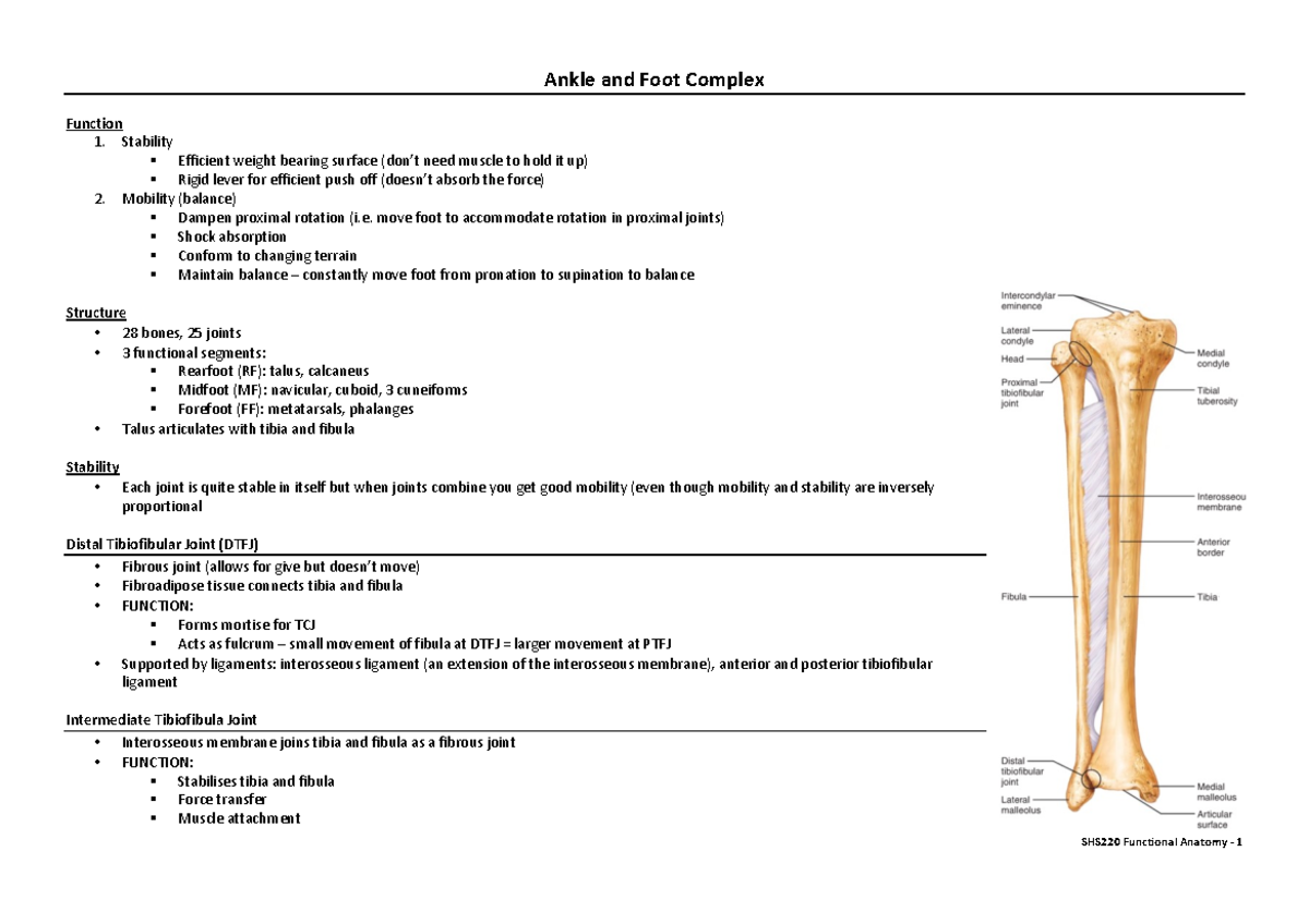Summary - Ankle and Foot Complex Notes - Ankle and Foot Complex ...