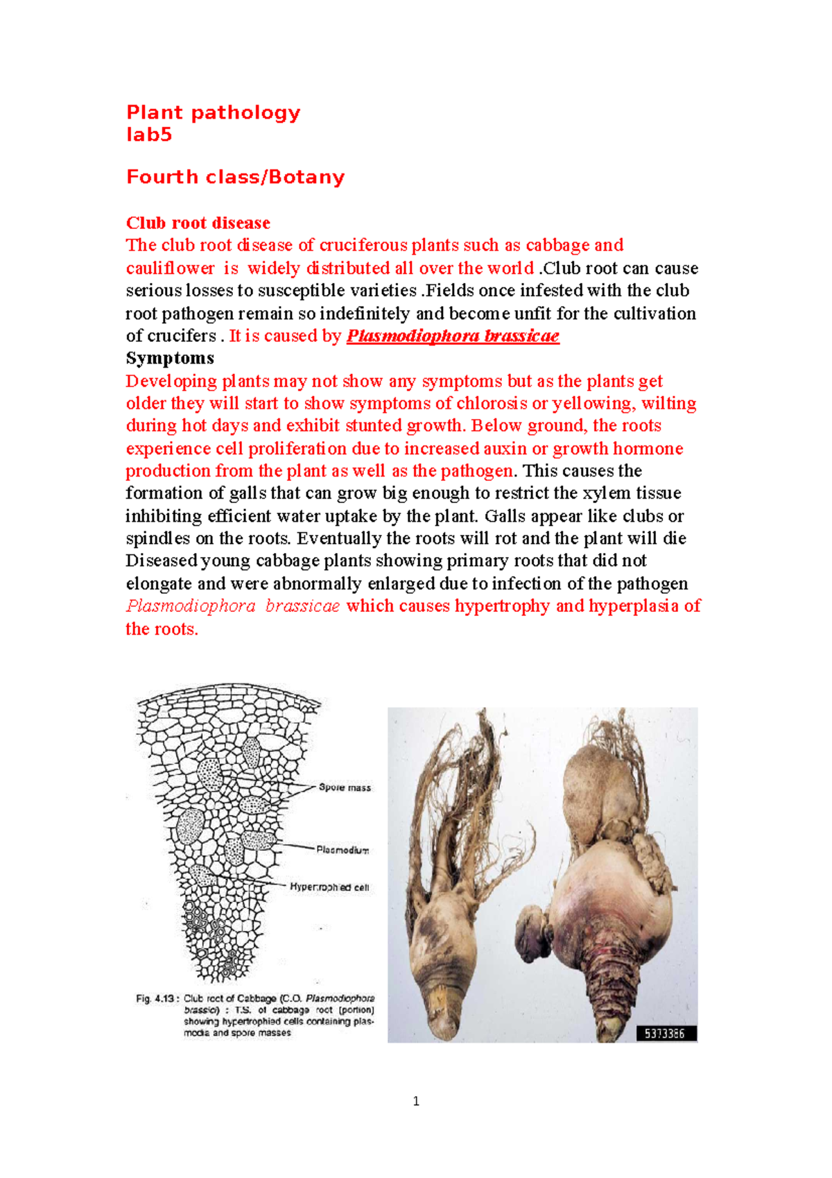 Lab 5 Plant pathology - Plant pathology lab Fourth class/Botany Club ...
