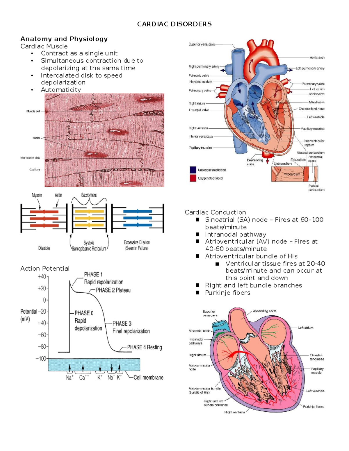 82120826 - Nursing notes - CARDIAC DISORDERS Anatomy and Physiology ...