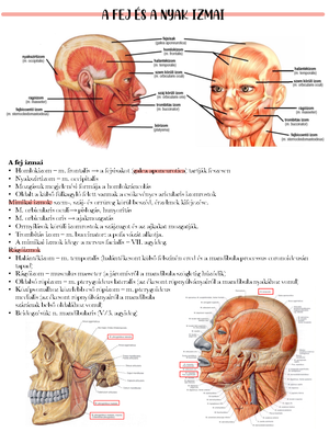 Légzőrendszer anatómiája jegyzet - Légzés típusai Külső gázcsere: a ...