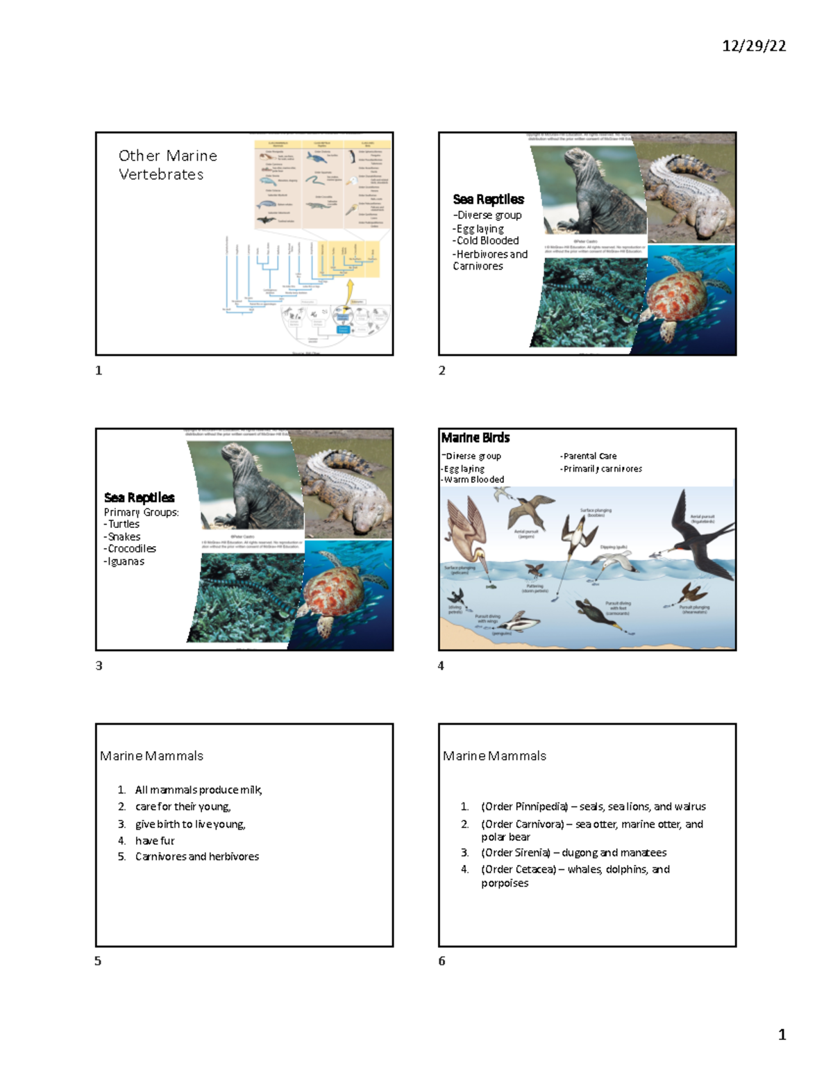 UNIT 2 Marine Vertebrates II - 12/29/ 1 Other Marine Vertebrates 1 Sea ...