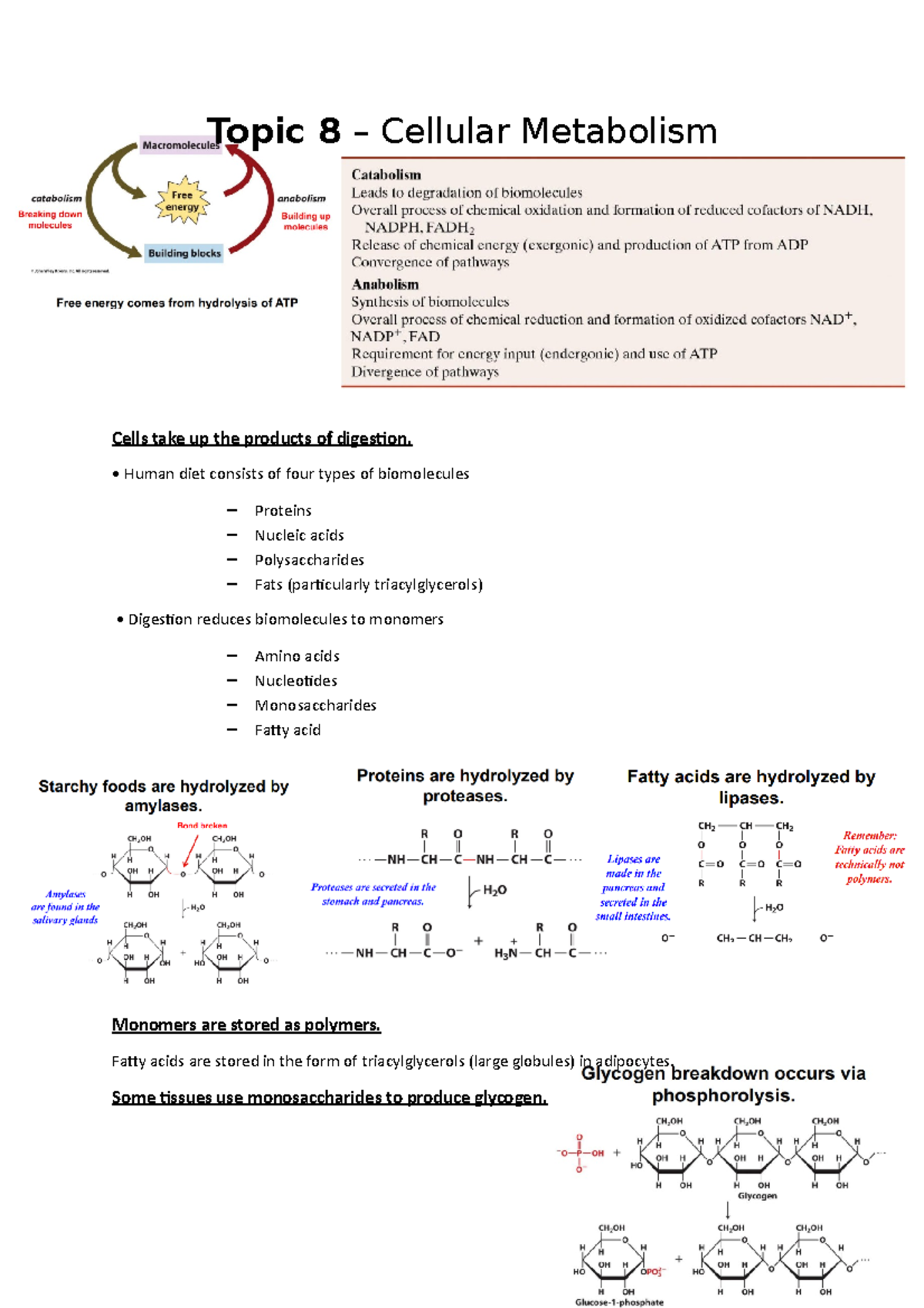 Topic 8 - cellular metabolism - Topic 8 – Cellular Metabolism Cells ...