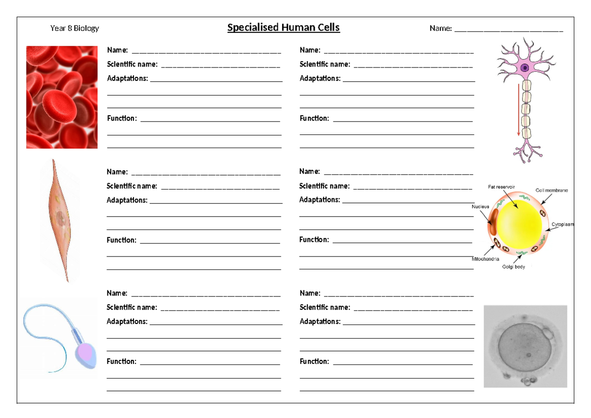 13 9a Specialised Cells Part 2 Worksheet - Year 8 Biology Specialised ...