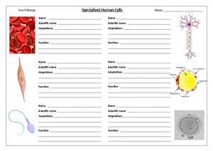 MEWS chart - Copy paste - Studocu