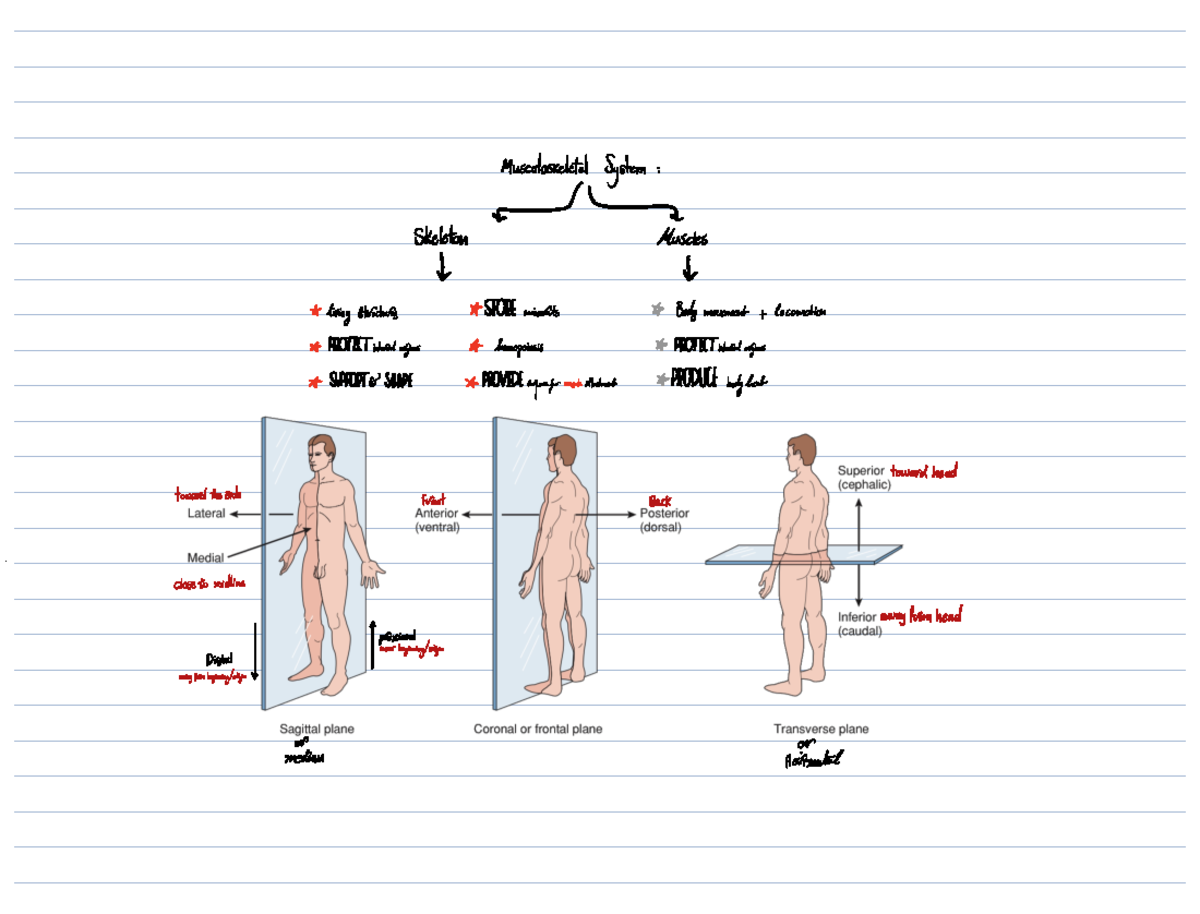 Musculoskeletal System in Medical Terminology - Musculoskeletal System ...