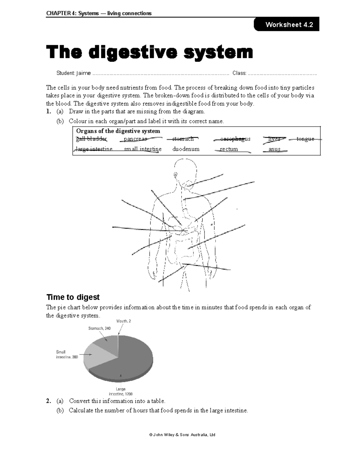 Worksheet 4.2 The Digestive System copy - CHAPTER 4: Systems — living ...