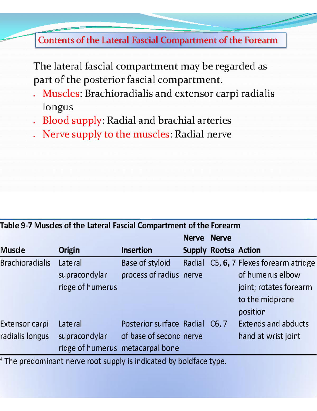 Contents of the Lateral Fascial Compartment of the Forearm - Muscles ...